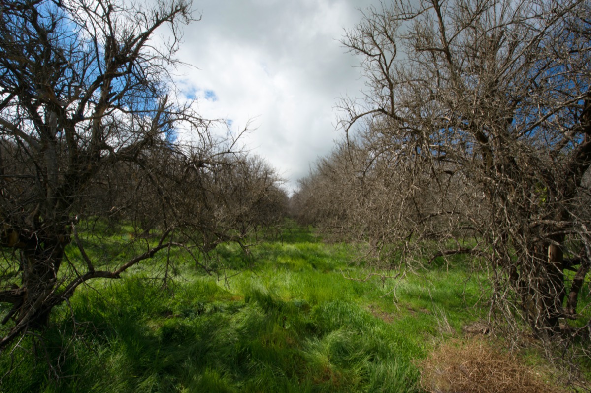 End of the Drought: Central Valley Tree-velogue - the mitigadaptationist